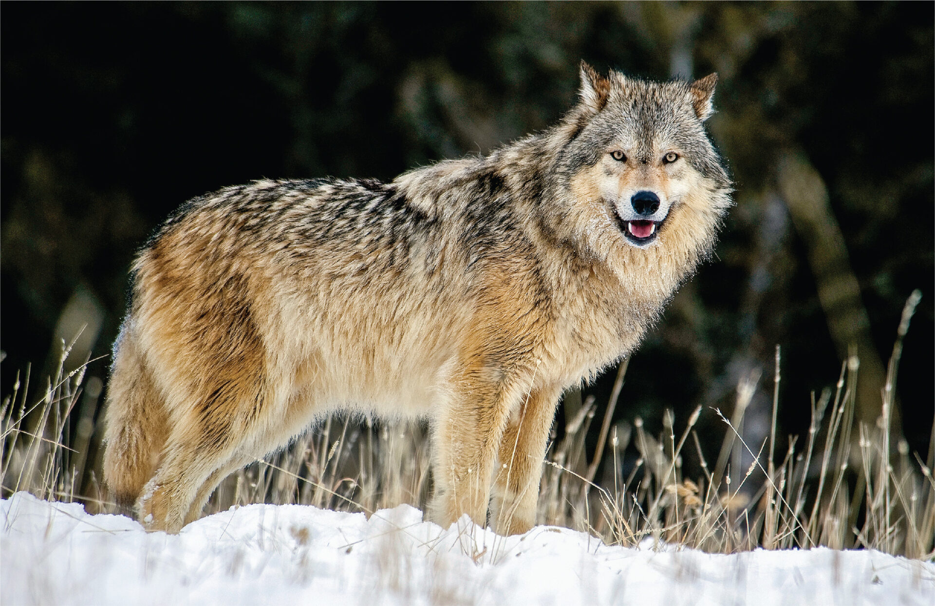 5 Large Carnivores Found In the Wild in Pakistan